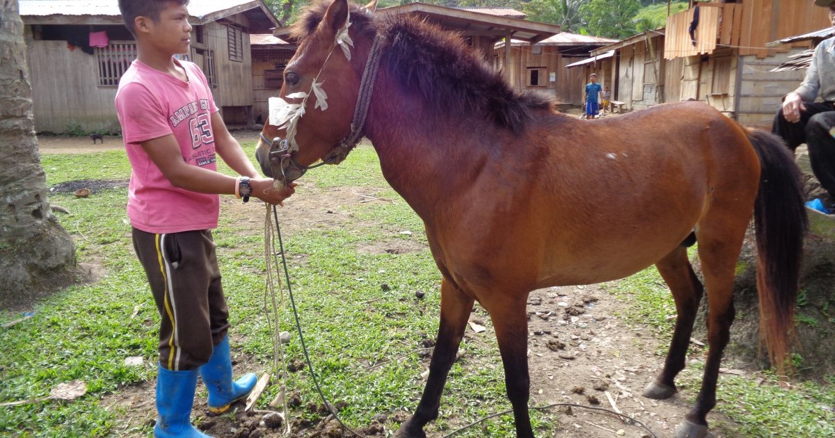 Saglà kurà. Les combats de chevaux chez les [...] - ethnographiques.org